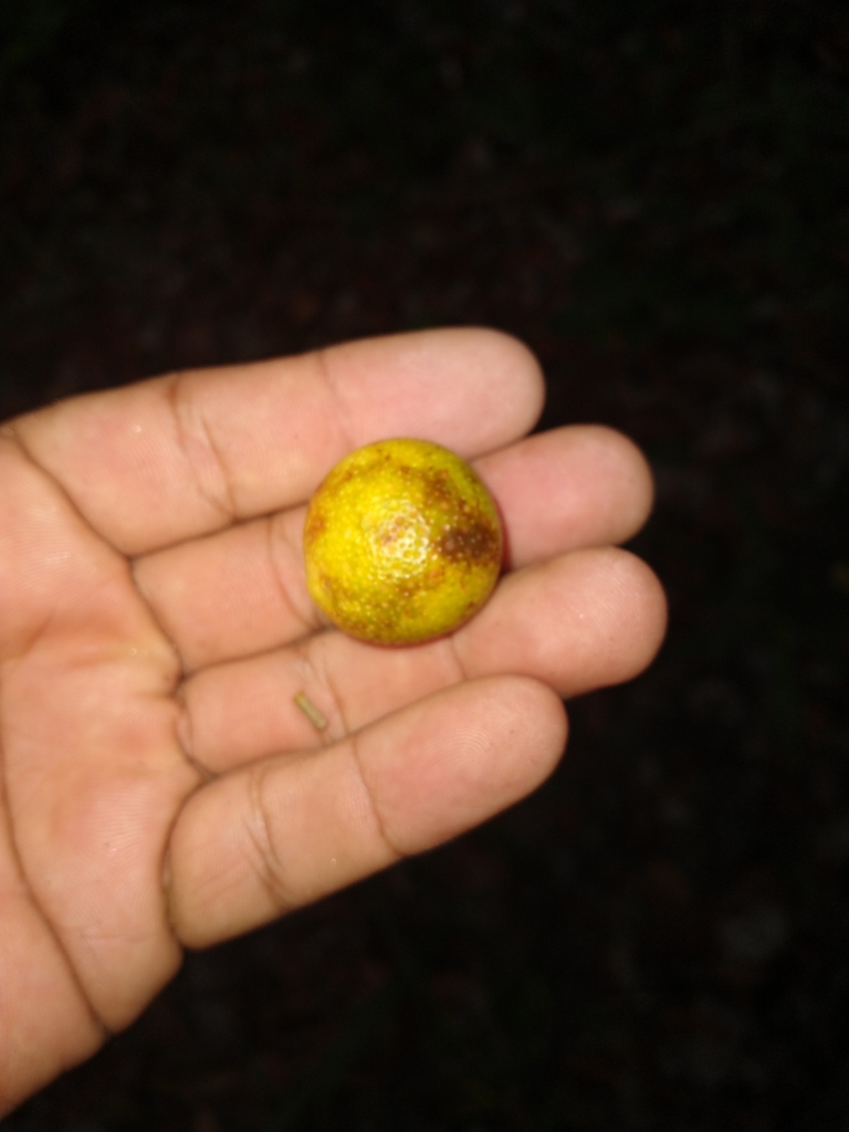 Congona, machinga, palo leche, rama pama, tamamuri (Especies forestales ...