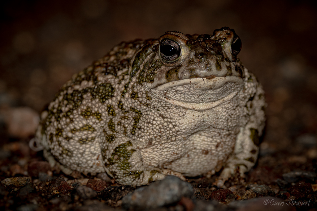 Great Plains Toad from Prescott, AZ, USA on August 16, 2022 at 08:51 PM ...