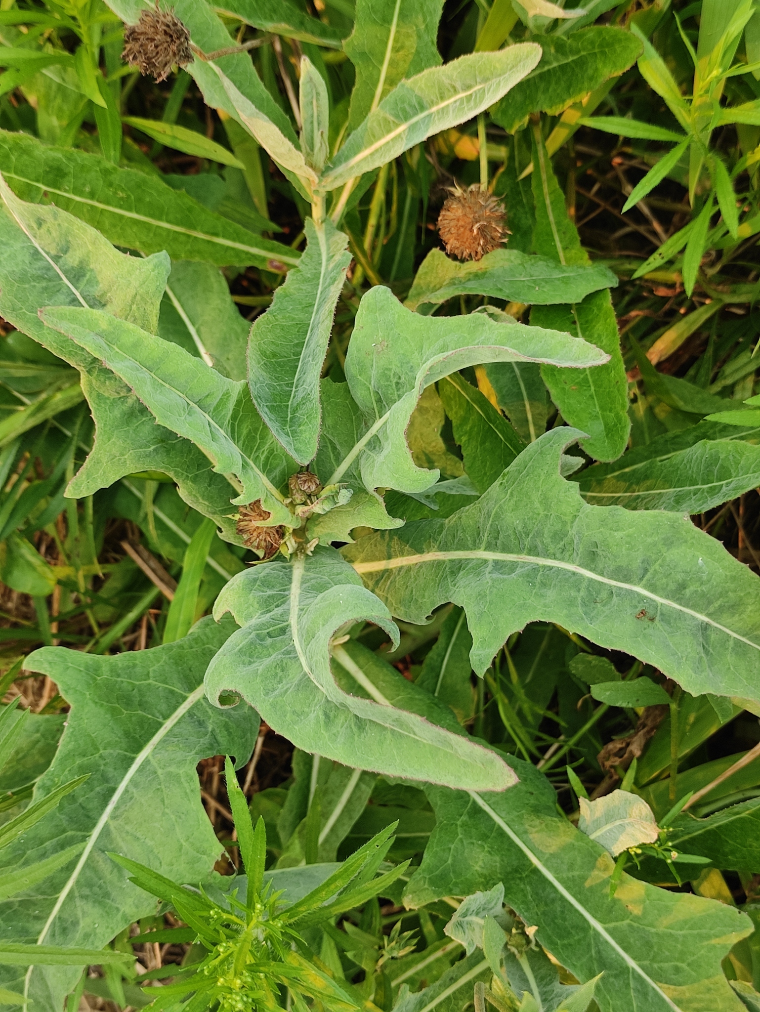 Sonchus brachyotus DC.
