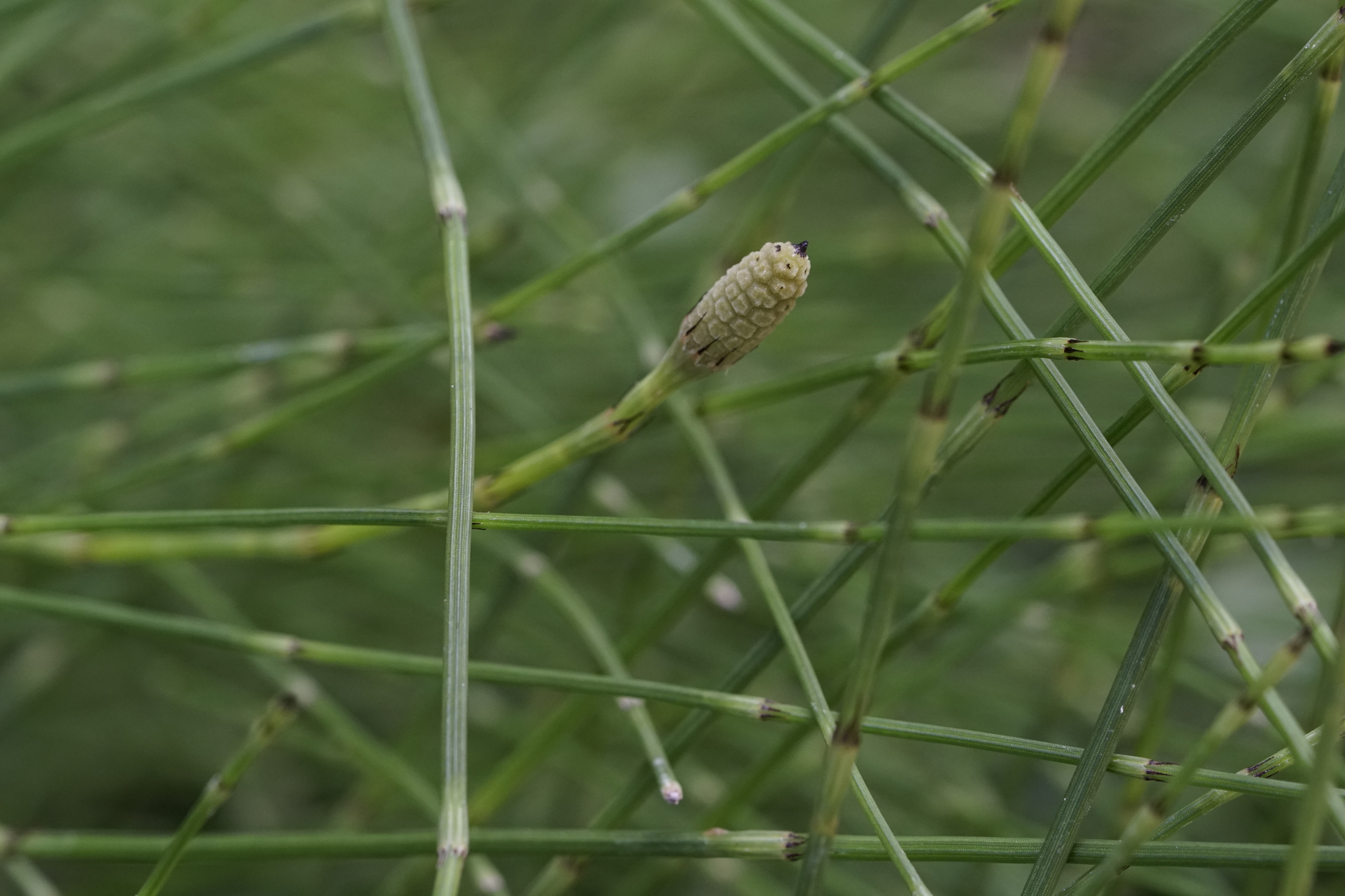 Equisetum ramosissimum subsp. debile (Roxb. ex Vaucher) Hauke