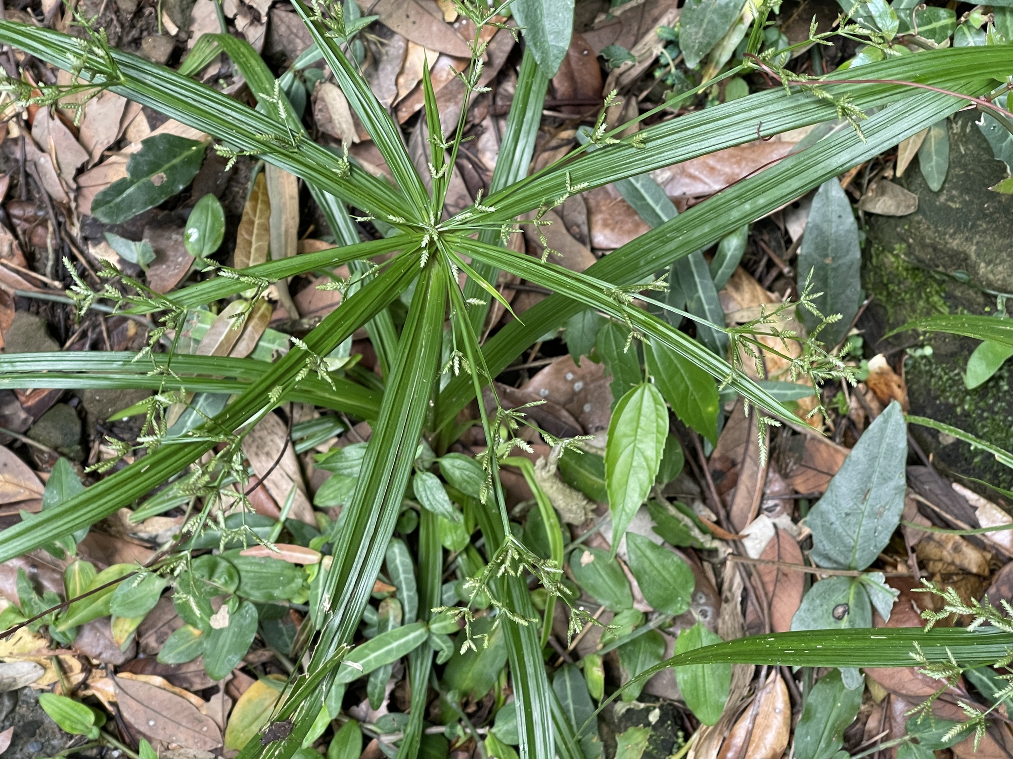Cyperus diffusus Vahl