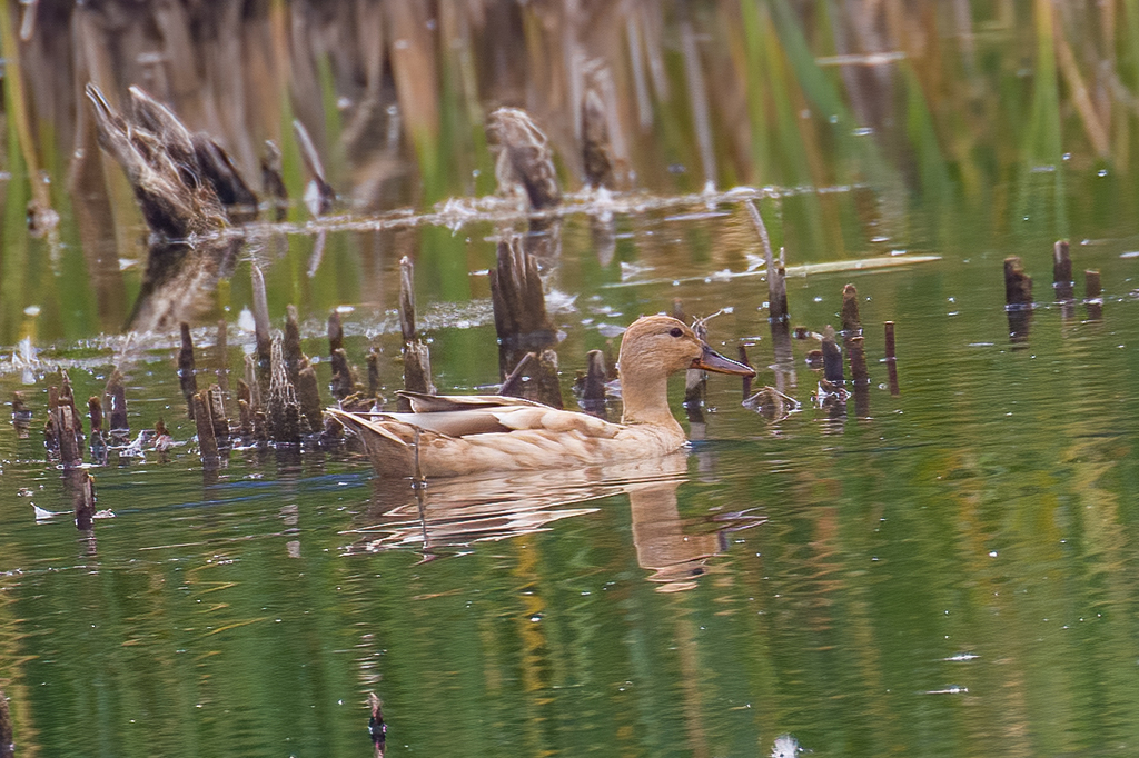 Mallard from Fraser Valley, BC, Canada on August 18, 2022 at 12:11 PM ...