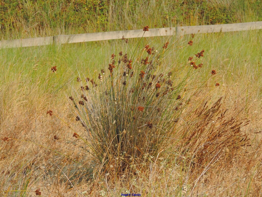 spiny rush from La Lanzada, Pontevedra, España on August 11, 2016 at 06 ...
