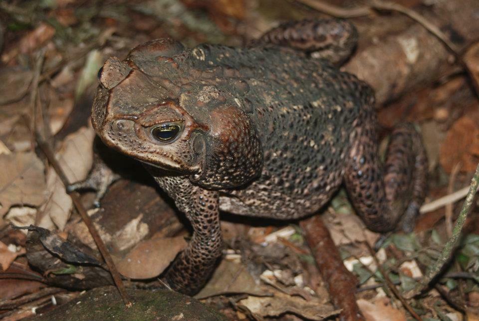 Cane Toad from Sandia Province, Peru on September 01, 2011 at 10:38 AM ...