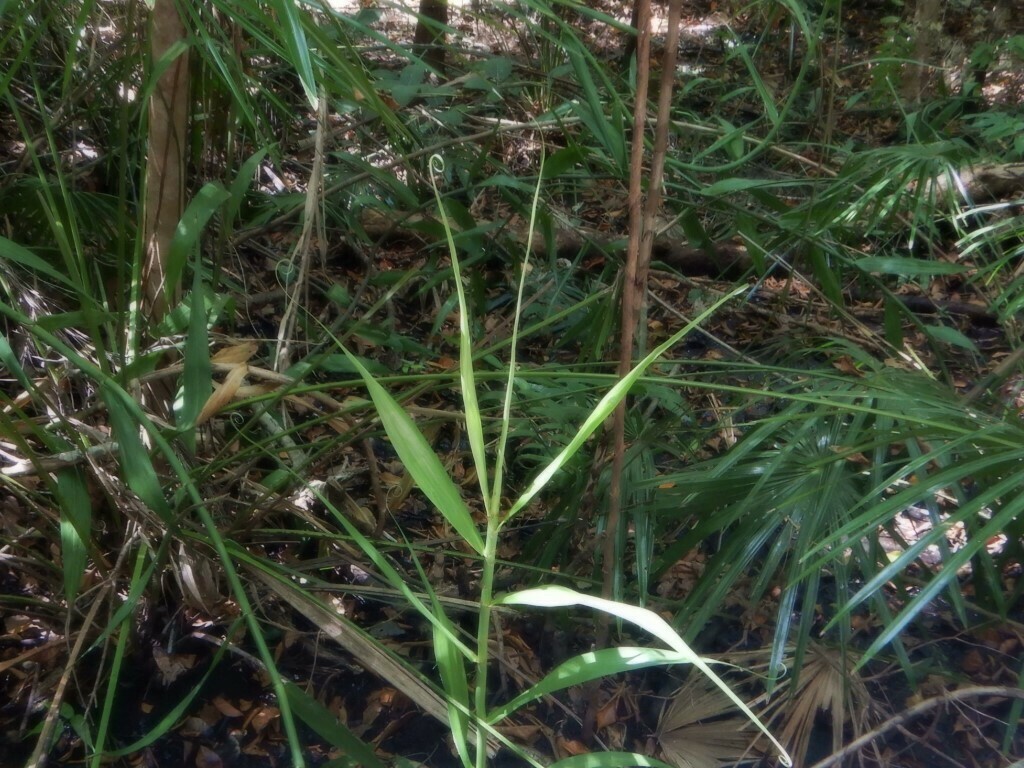 Indian Bushcane from Middle Point NT 0822, Australia on August 14, 2022 ...