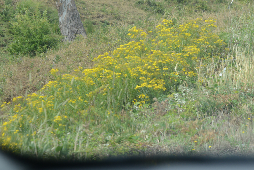 fireweed groundsel from Kentish, Tasmania, Australia on January 5, 2020 ...