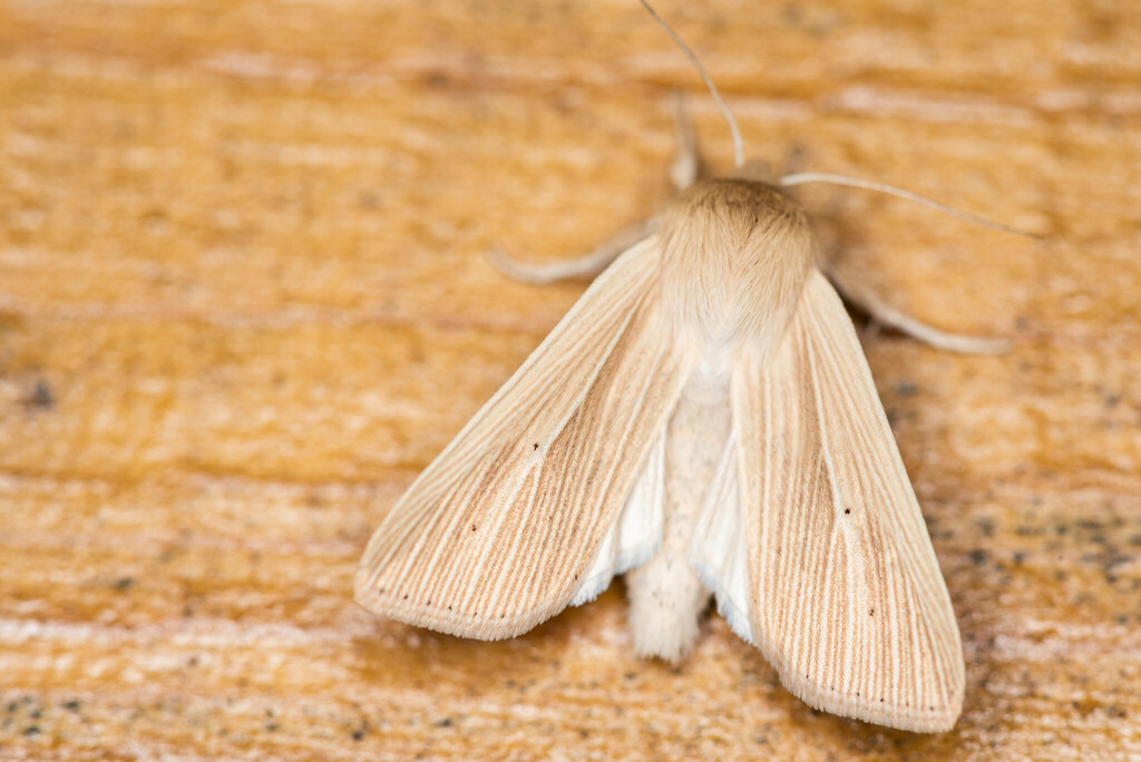 Common Wainscot from Семион, Рязанская обл., Россия, 391232 on August ...