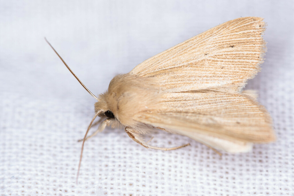 Common Wainscot from Семион, Рязанская обл., Россия, 391232 on August ...
