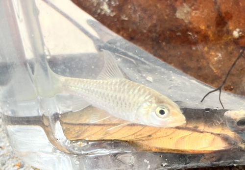 Golden Mahseer Barb (Neolissochilus soroides) · iNaturalist United Kingdom