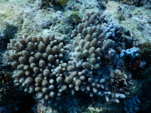 Sympodium gibbaeum · iNaturalist