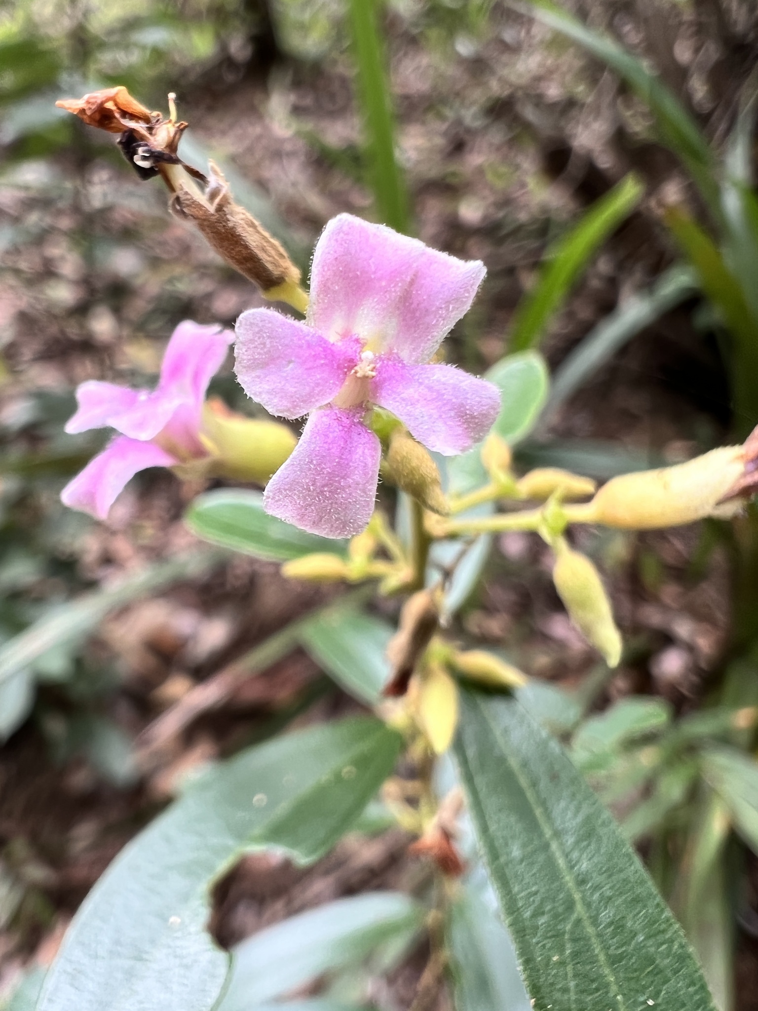 Helicteres angustifolia L.
