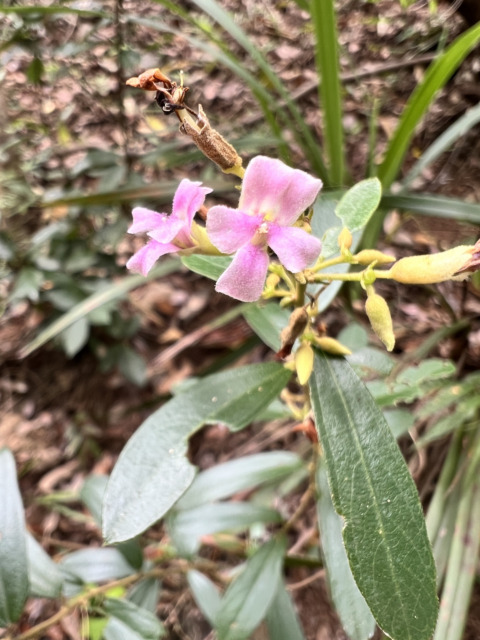 Helicteres angustifolia L.
