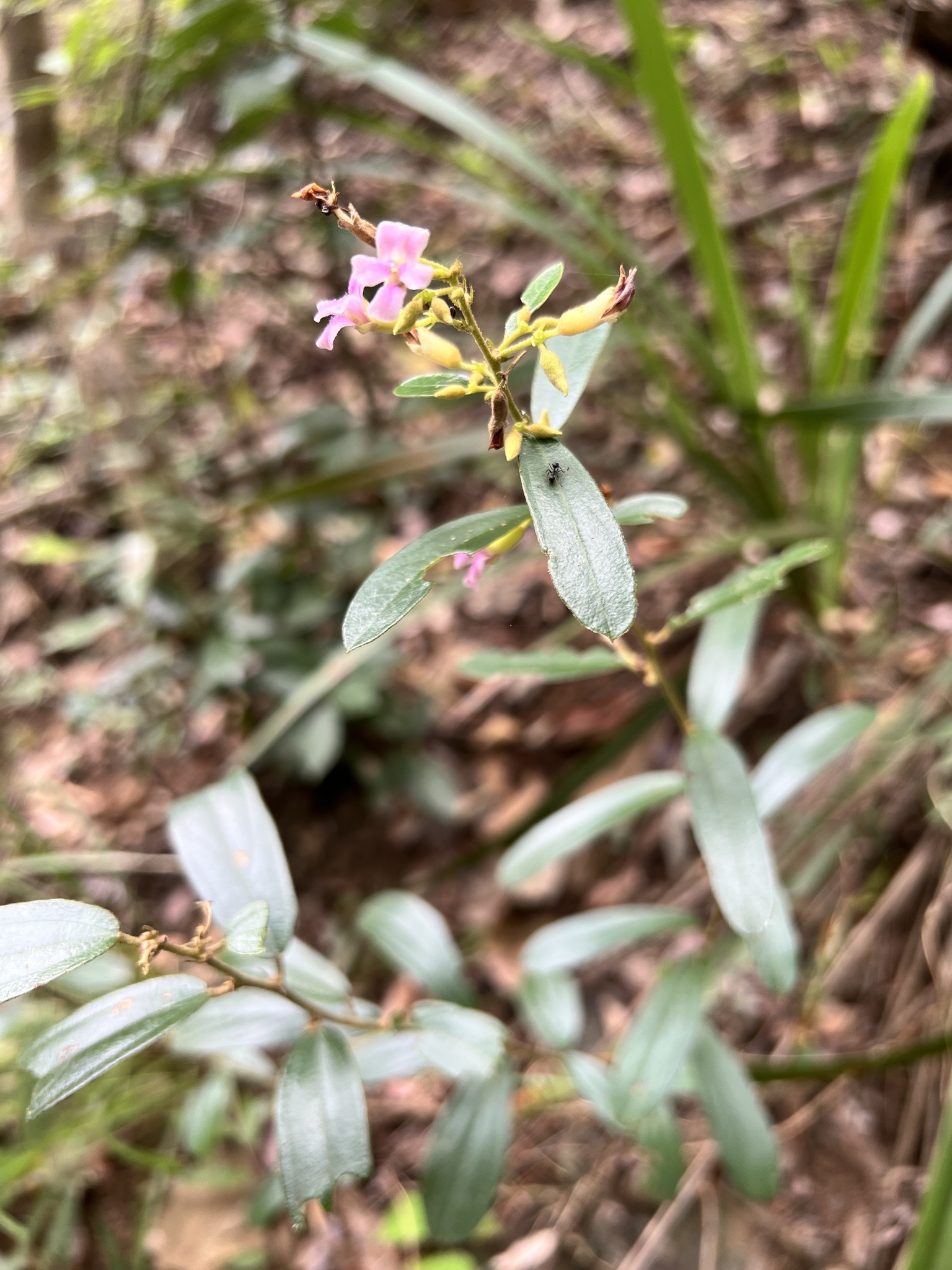 Helicteres angustifolia L.