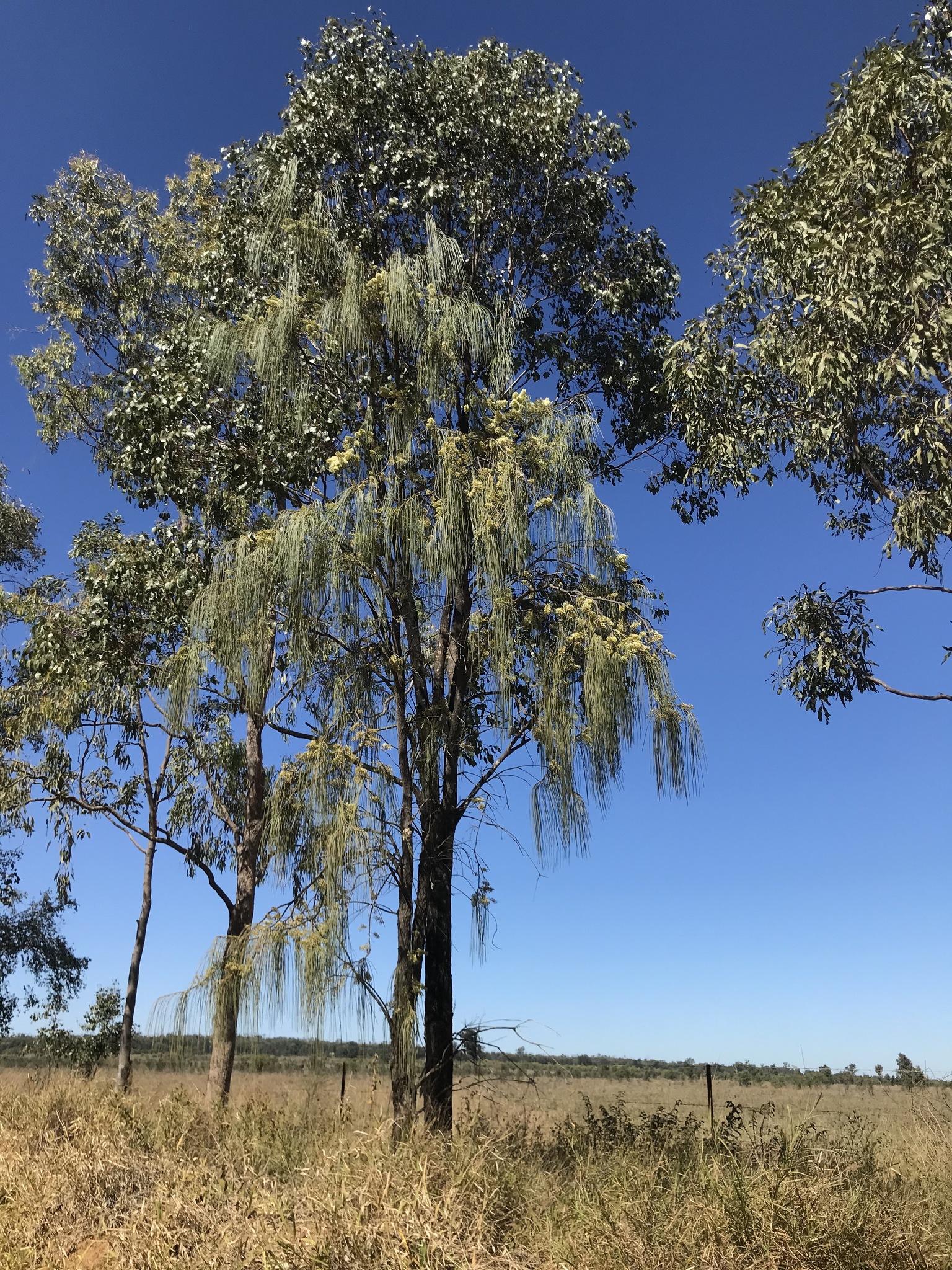 Hakea lorea (R.Br.) R.Br.