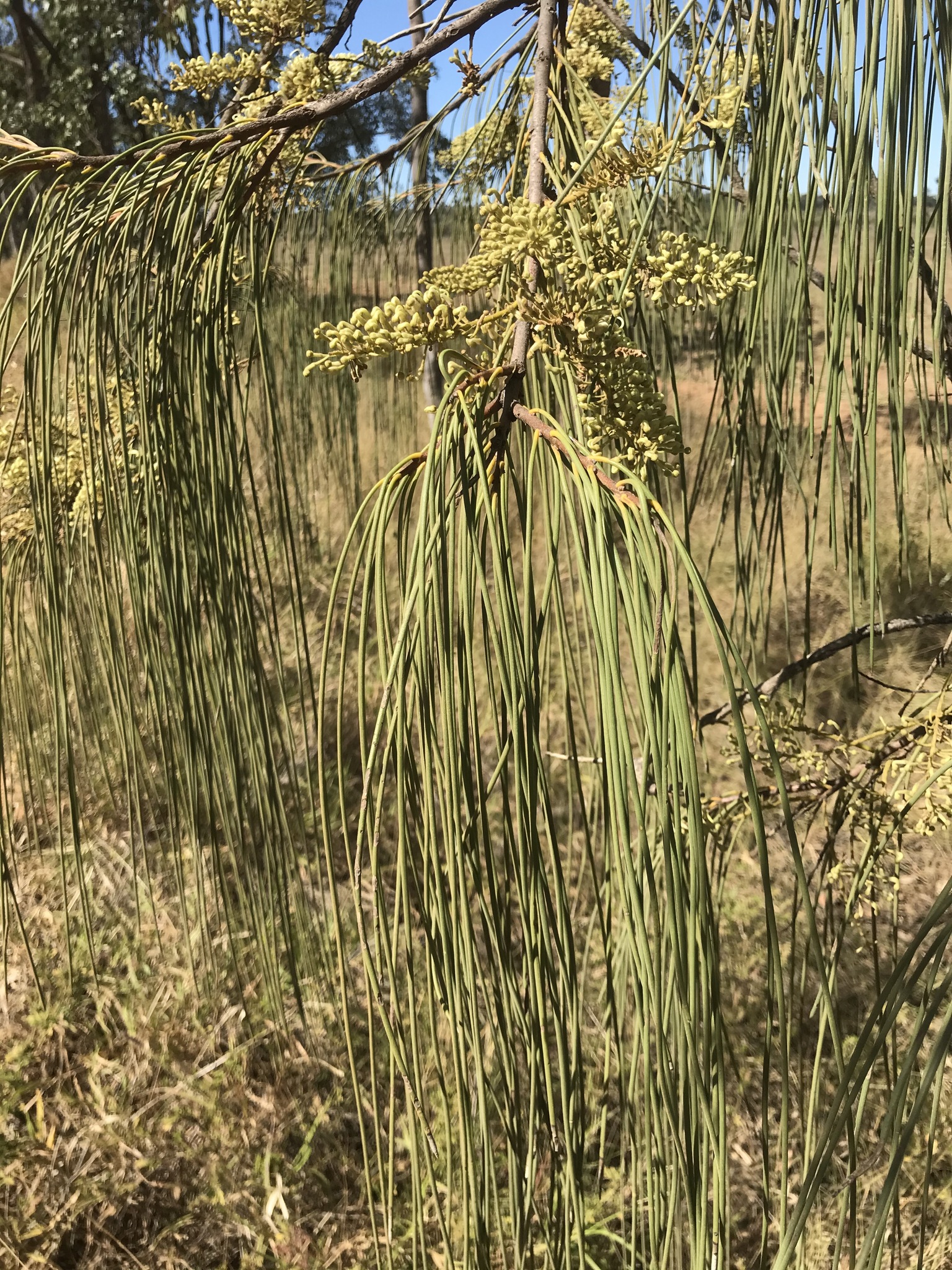 Hakea lorea (R.Br.) R.Br.