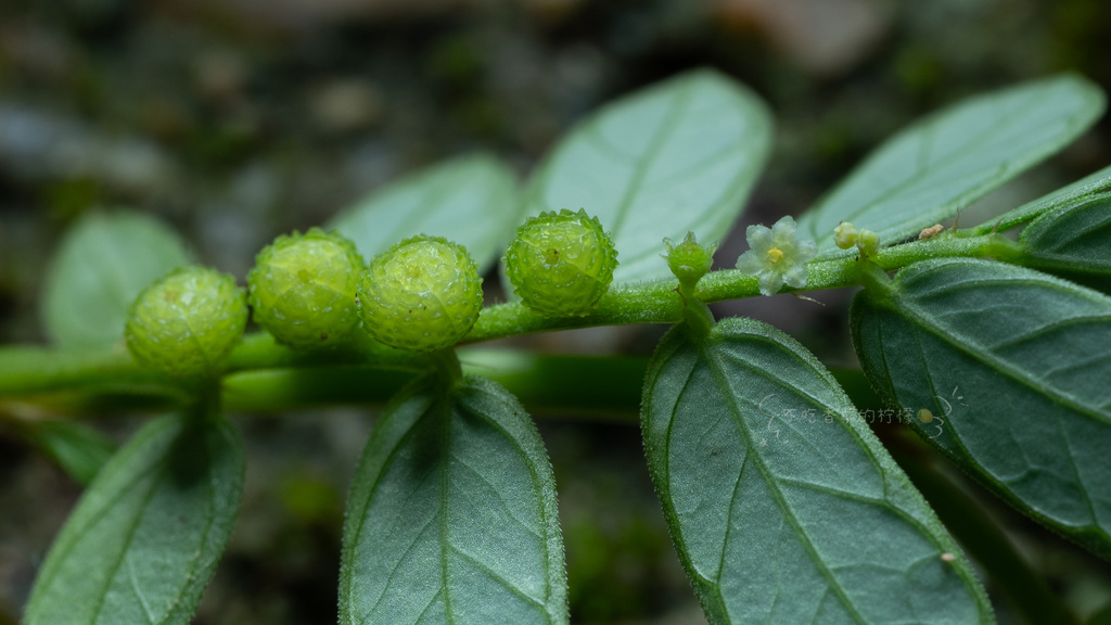 Chamberbitter from 东莞市, 广东省, CN on August 13, 2022 at 12:41 PM by ...