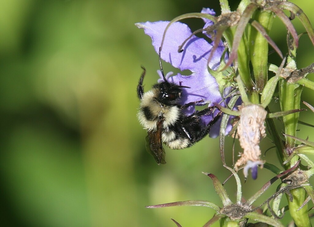 Lemon Cuckoo-Bumble bee from Rockton, IL, USA on August 17, 2022 at 09: ...