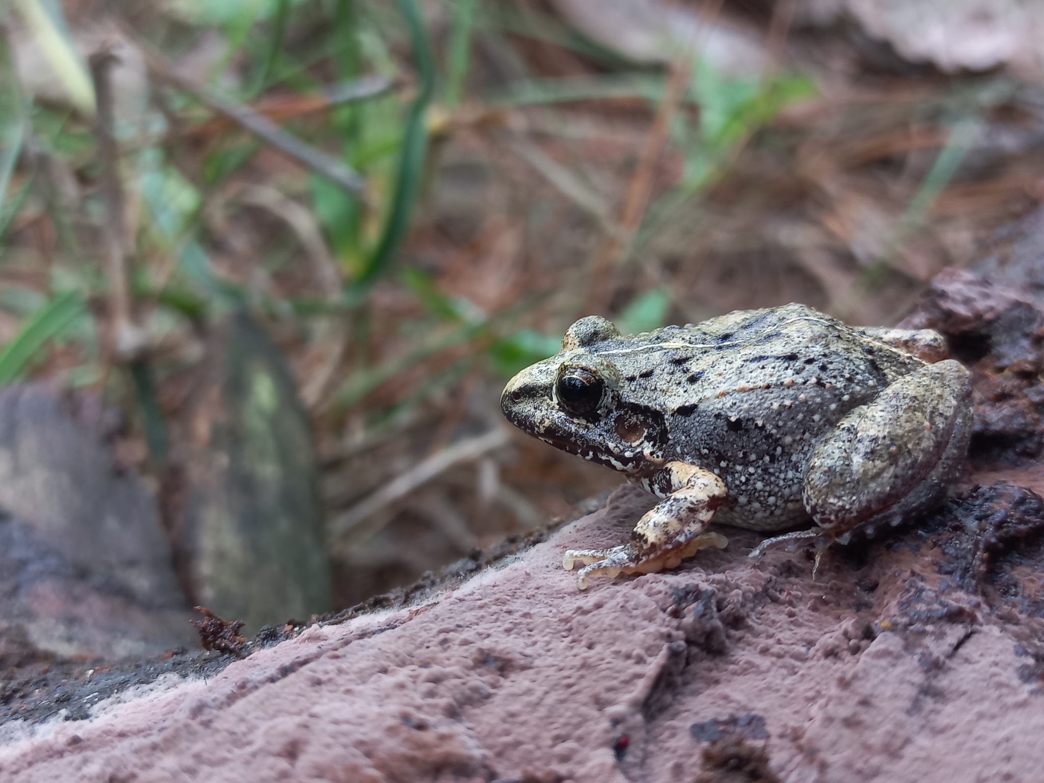 Craugastor occidentalis (Taylor, 1941)