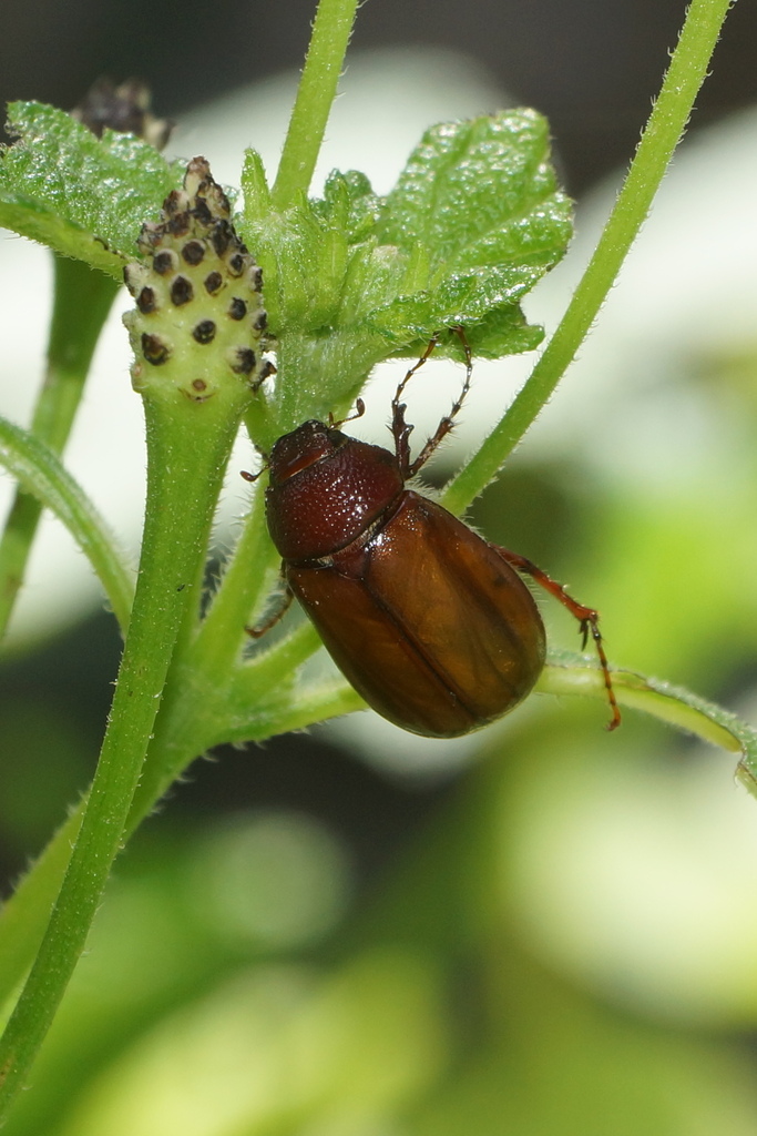 Phyllophaga obsoleta from Zona Sin Asignación de Nombre de Colonia ...