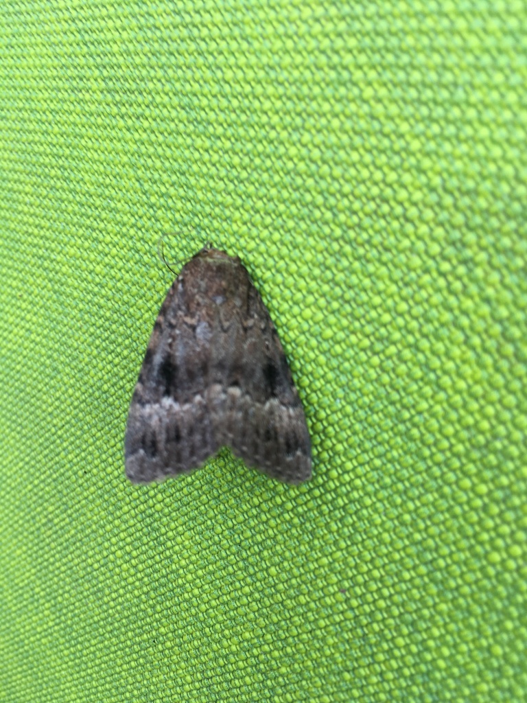 Eurasian Copper Underwing from Rue du Vert Chemin, La Gorgue, Hauts-de ...