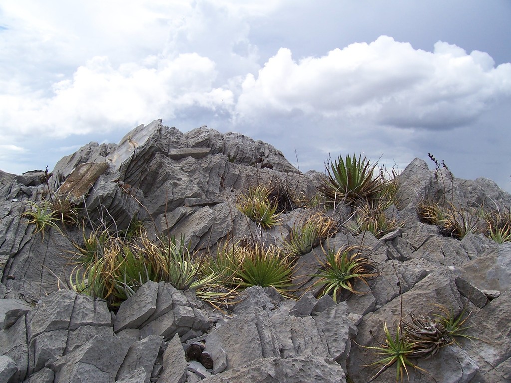 Texas False Agave from Bustamante, N.L., Mexico on September 01, 2007 ...