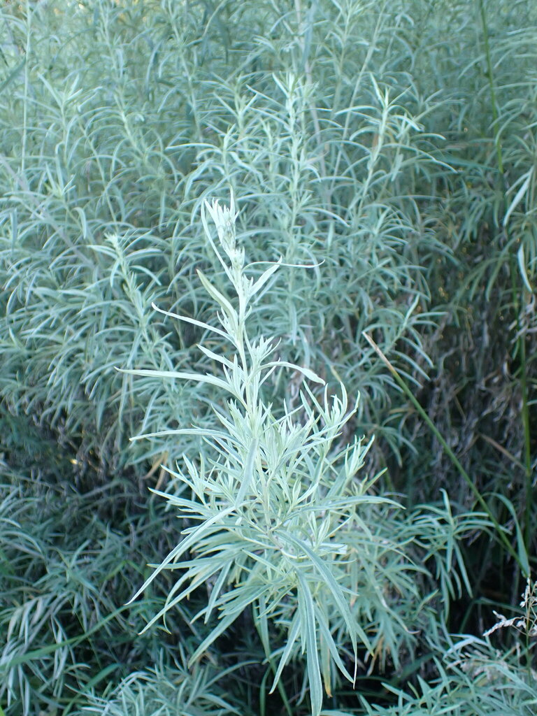 Tarragon from Irkutskiy rayon, Irkutsk, Russia on August 19, 2022 at 06 ...