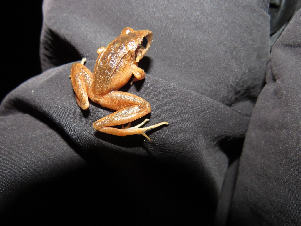 Cachabi Robber Frog from Jardín Botánico - Universidad de Caldas on ...