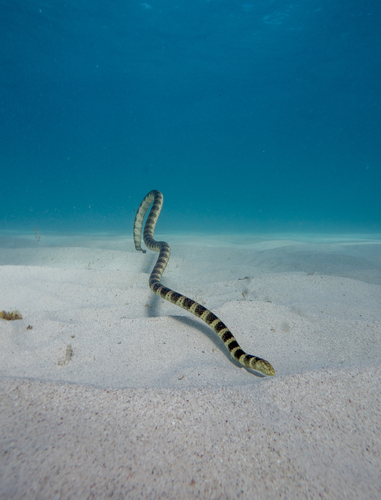Elegant Sea Snake (Hydrophis elegans) - Snakes and Lizards