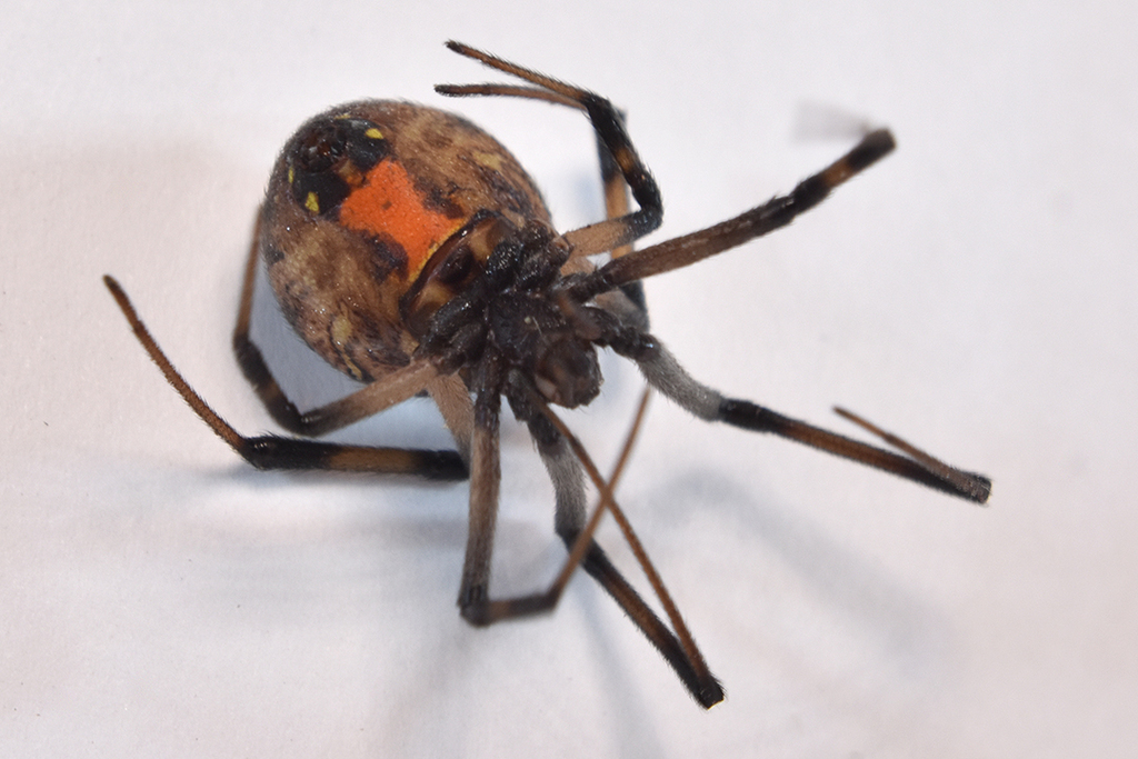 Brown Widow from Jenks, OK, USA on August 18, 2022 at 09:41 PM by David ...
