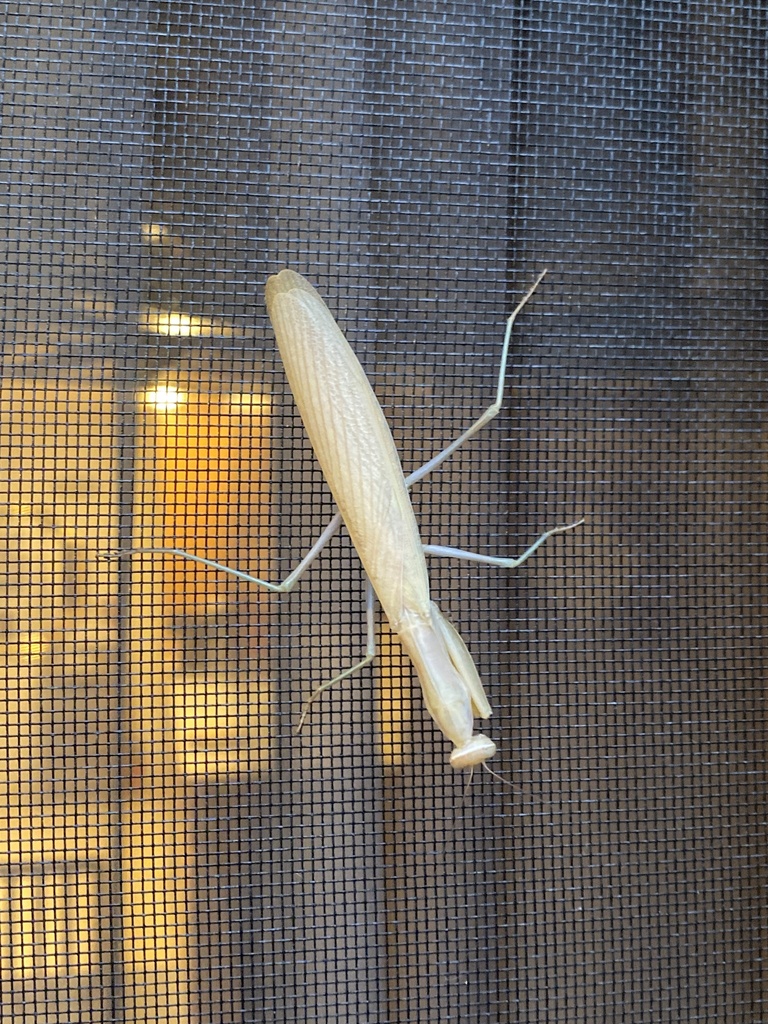 European Mantis in August 2022 by Tracy S. · iNaturalist