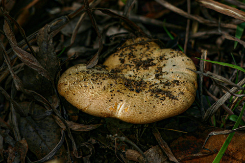 Cantharellus rufopunctatus · iNaturalist
