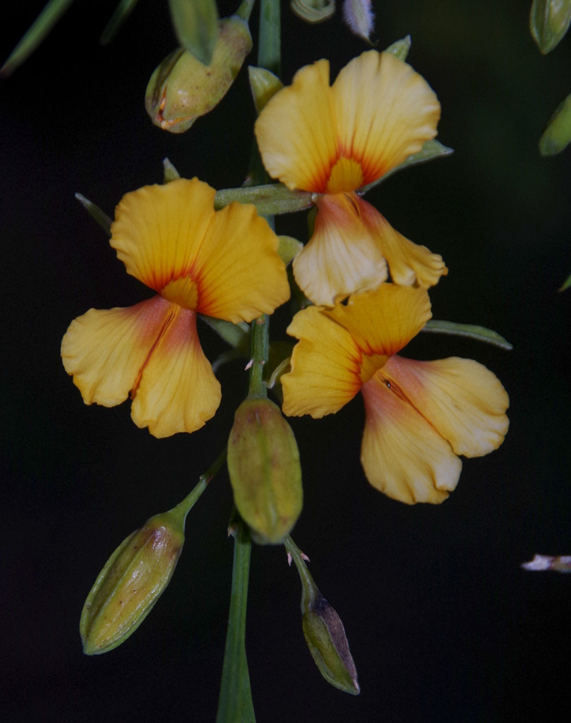 Stinkwood (Jacksonia sternbergiana) - Botanical Realm