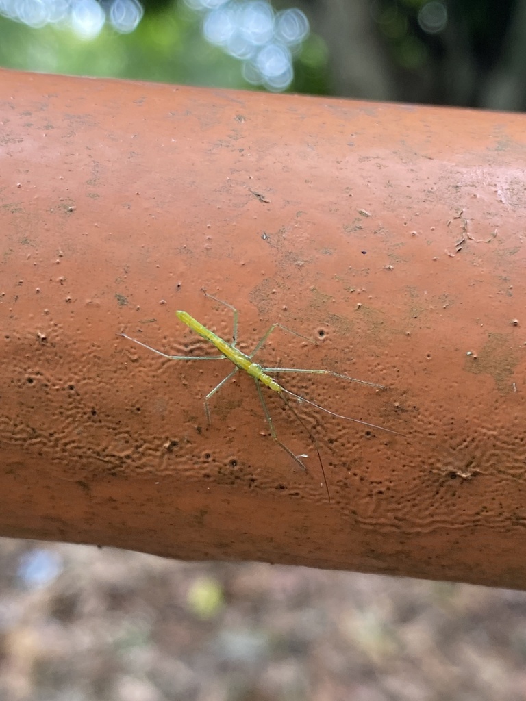 Winged and Once-winged Insects from Puerto Rico, Cayey, Puerto Rico, US ...