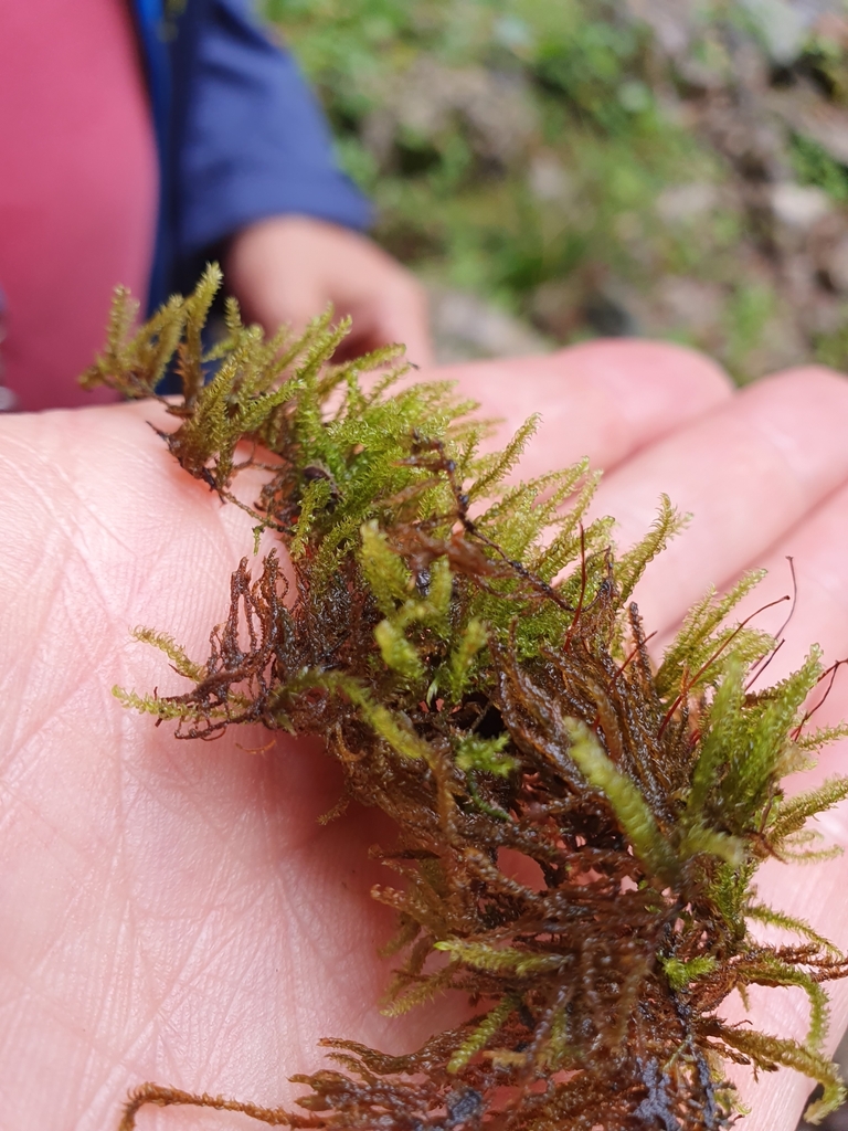 Drab Brook-moss from Liezen, AT-ST, AT on August 19, 2022 at 01:06 PM ...