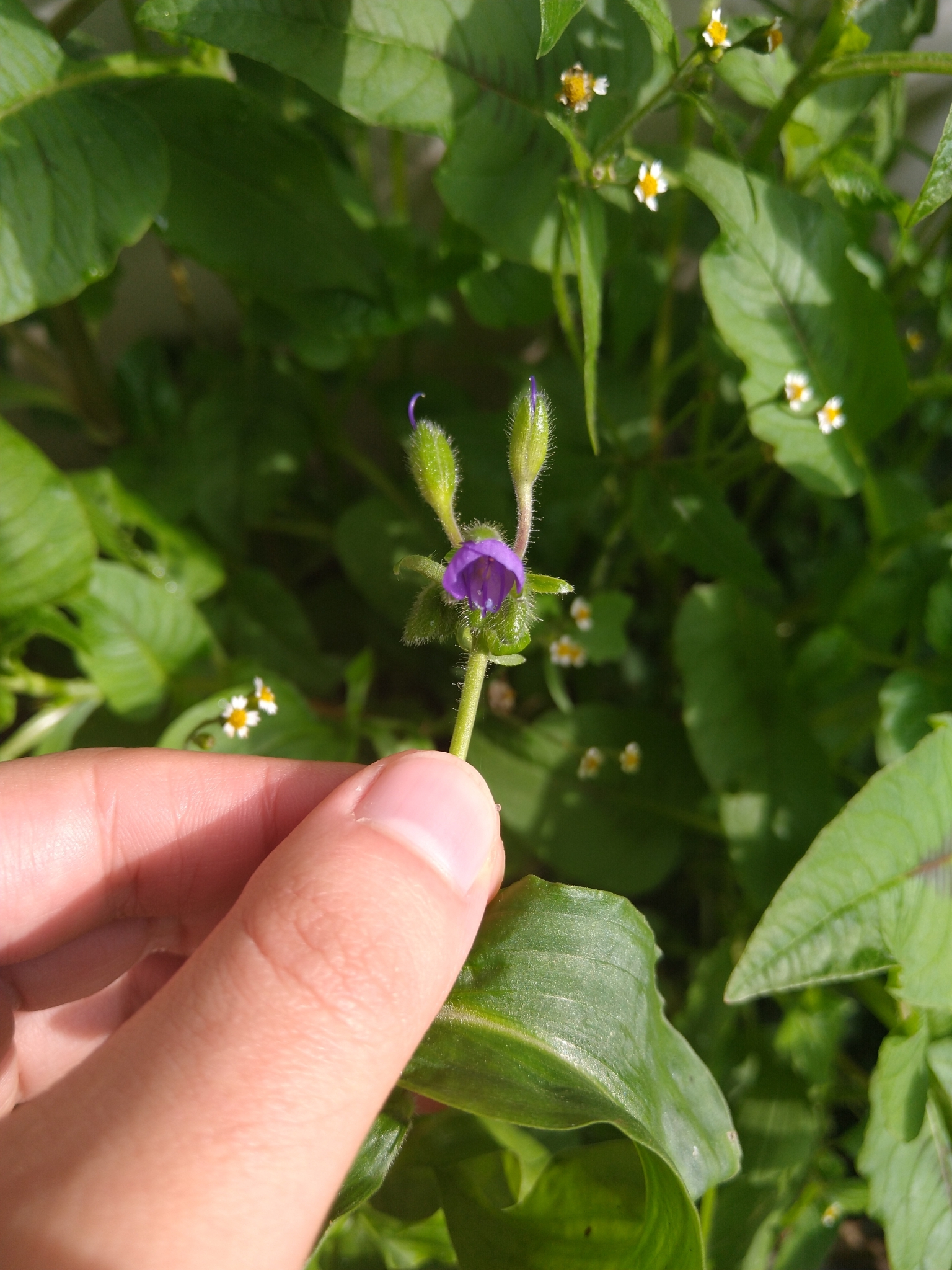 Tinantia erecta (Jacq.) Fenzl