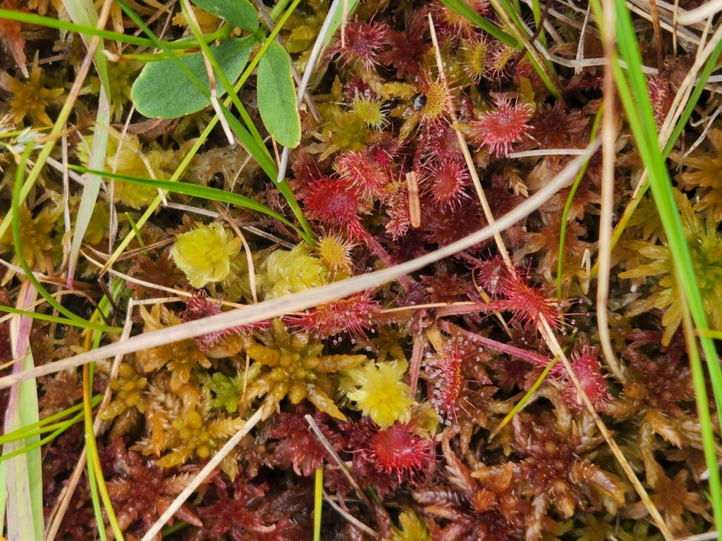 round-leaved sundew from Inlet, NY 13360, USA on August 18, 2022 at 03: ...