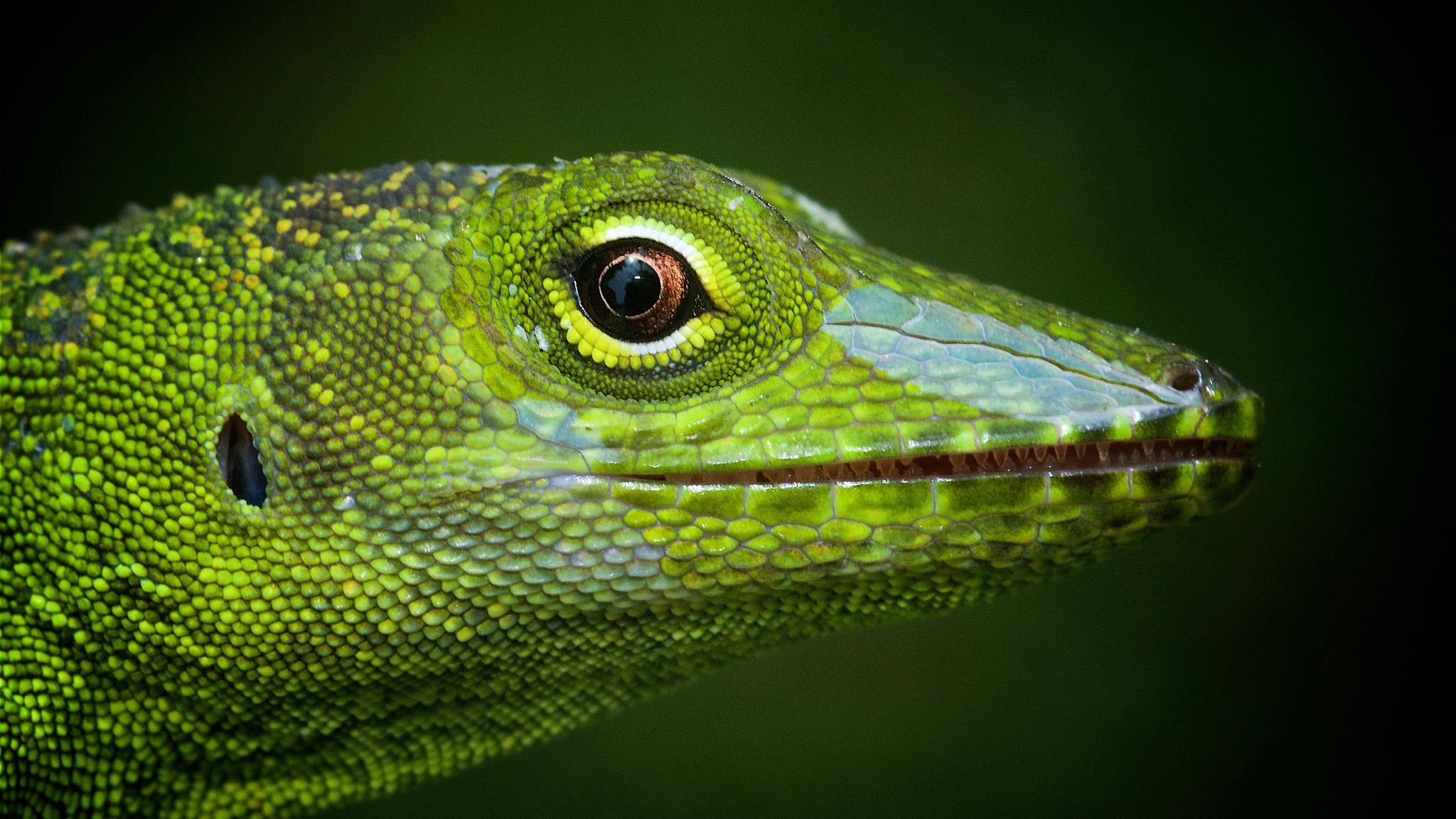 Anole Gigante Jamaicano Jamaican Giant Anole Facts And Pictures