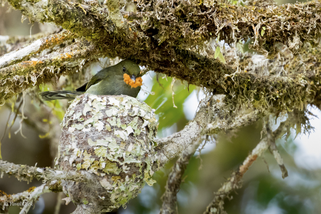 Fan-tailed Berrypecker from Hela Province, Papua New Guinea on July 7 ...
