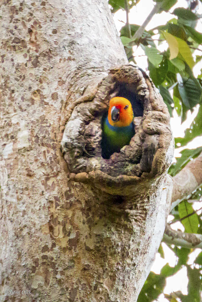 Large Fig-Parrot (Psittaculirostris desmarestii) - Avian Discovery