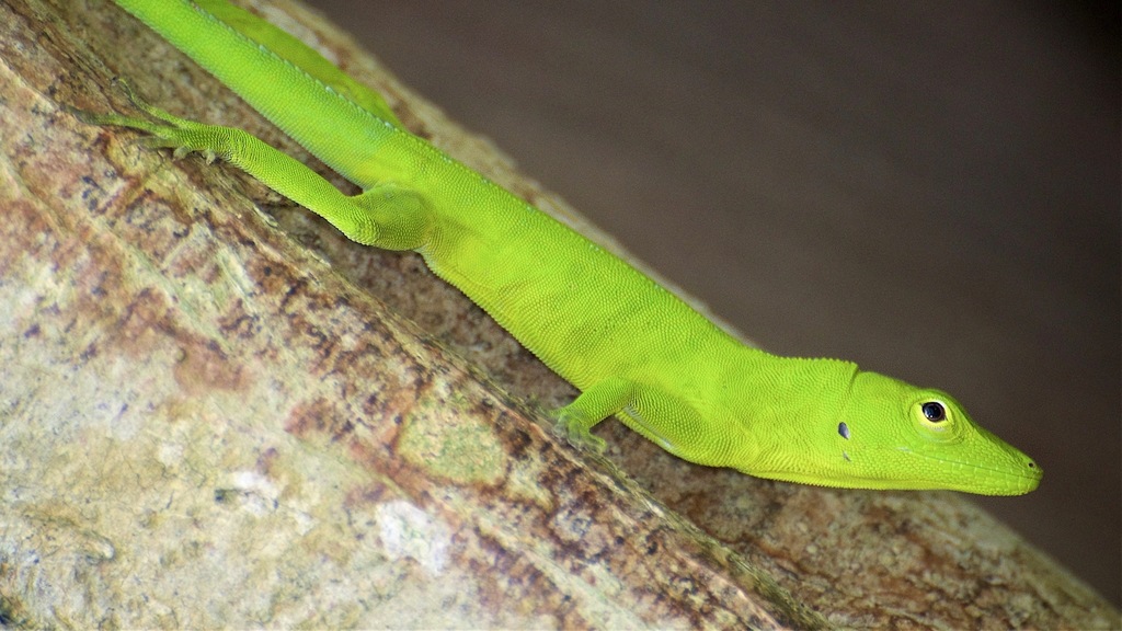 Jamaican Giant Anole (Anolis garmani) - Snakes and Lizards