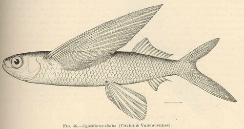 Short-nosed Flyingfish (Cypselurus simus) · iNaturalist