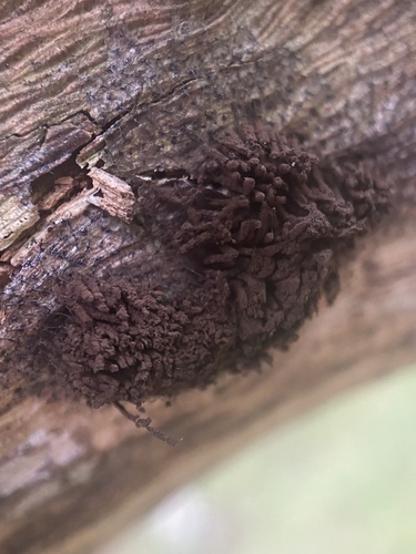 Variety Stemonitis axifera axifera · iNaturalist