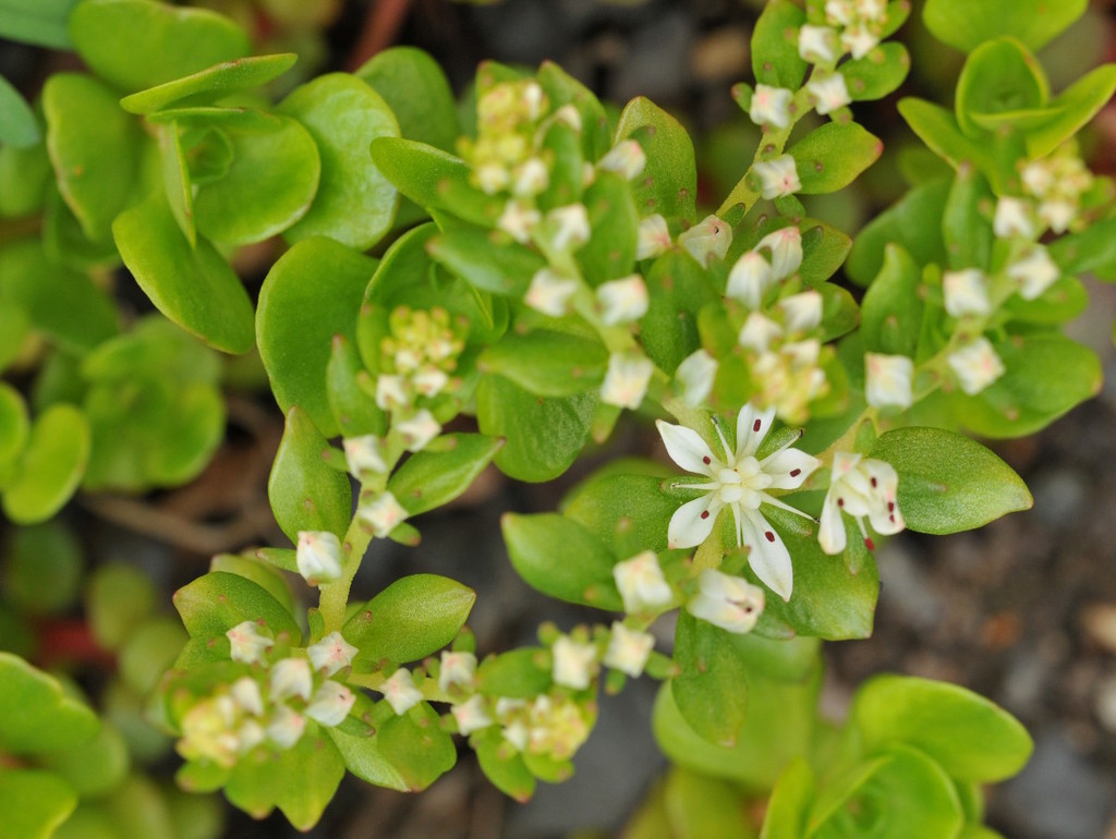 Wild Stone Crop (Vascular Plants of Lost Cove Farm) · iNaturalist
