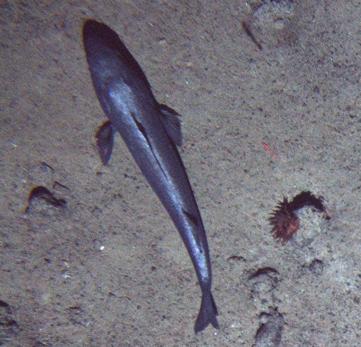Sablefish (Seamounts of Canada's Large Offshore Pacific Area of ...
