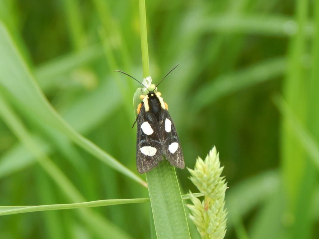 Eight-spotted Forester Moth from Prairie Creek WMA on June 15, 2022 at ...