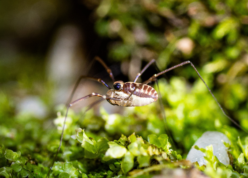 Caddo agilis from Chautauqua, New York, United States on July 31, 2022 ...
