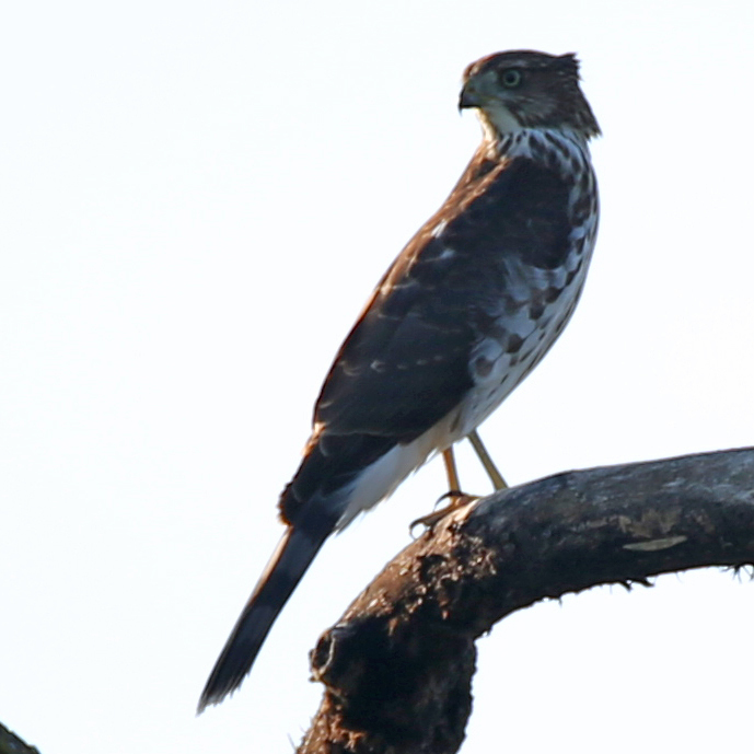 Cooper's Hawk from North Center, Chicago, IL, USA on August 19, 2022 at ...