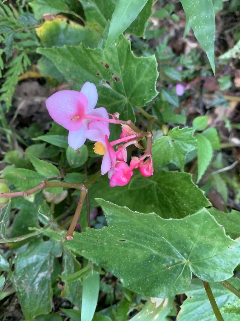Formosana begonia from 烏來區, TW on August 14, 2022 at 04:54 PM by 橘子拔 ...