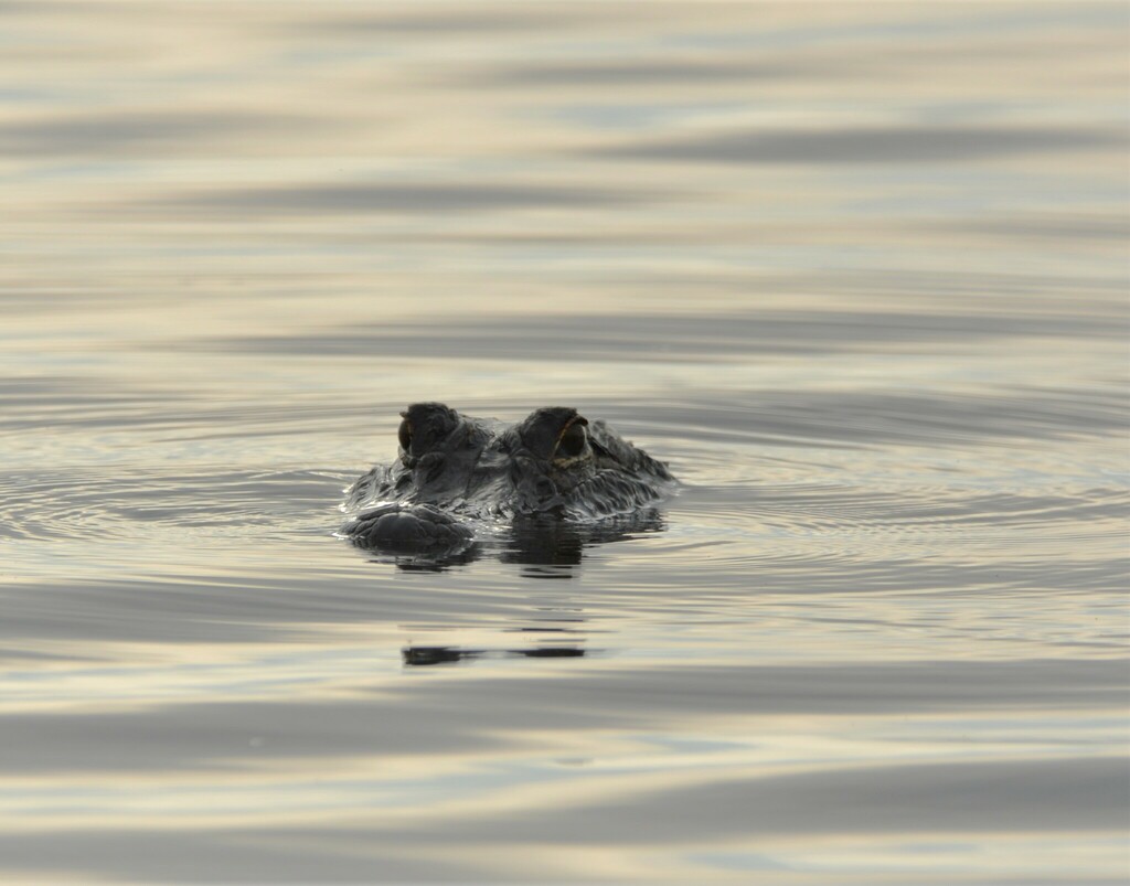 American Alligator from Kurth Lake Lodge area on August 19, 2022 by ...