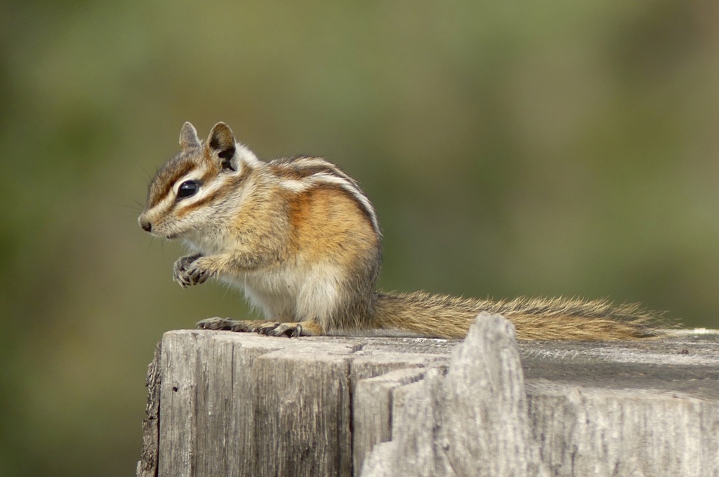 Colorado Chipmunk from Carson National Forest, Antonito, NM, US on ...